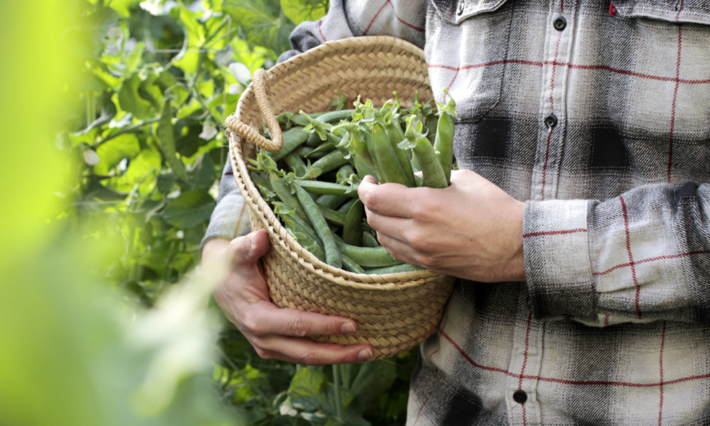 Más de 5 hectáreas donde cultivamos guisantes | Blog Ametller Origen
